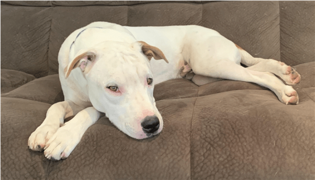 Download Photo Of Casper - Guard Dog PNG Image with No Background ...