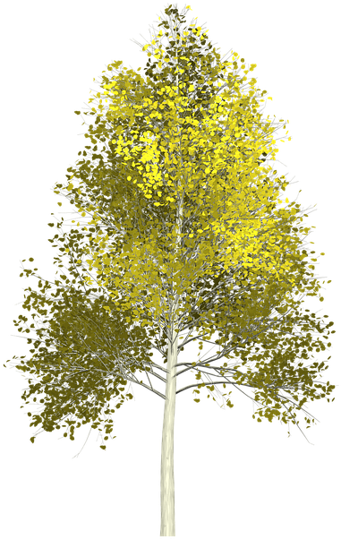 Download Aspen Tree Transparent Background PNG Image with No Background ...