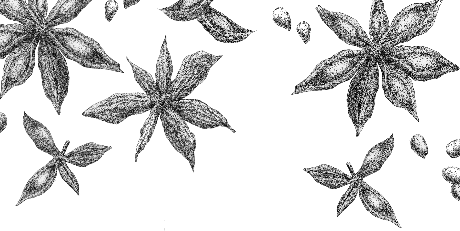 Download Star Anise Rev Sketch - Star Anise Drawing PNG Image with No ...