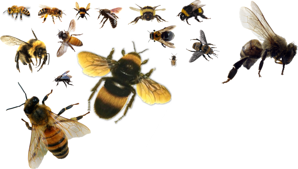 1000 X 569 4 - Bees Psd - Free Transparent PNG Download - PNGkey