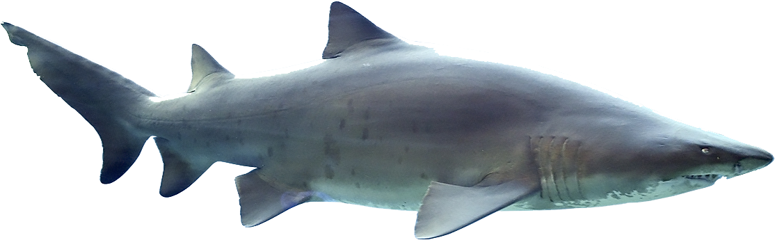 Download Side Of A Shark PNG Image with No Background - PNGkey.com