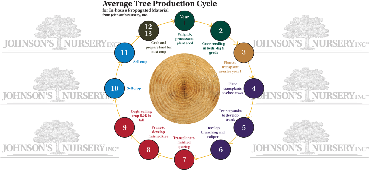 Download Tree Cycles Plant Production Stages Seedling Balled ...