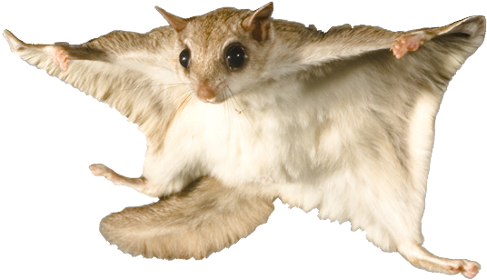 Flying Squirrel - Flying Squirrel With No Background - Free Transparent ...