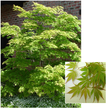 Acer Palmatum 'omure Yama' - Maple - Free Transparent PNG Download - PNGkey