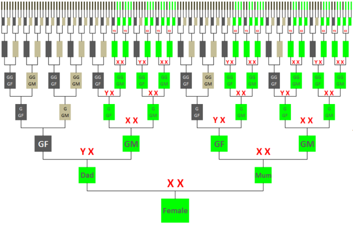 X-chromosome Inheritance Chart - Genealogical Dna Test - Free ...