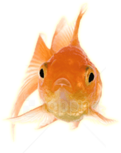 Download Free Png Download Gold Fish Front Png Images Background ...