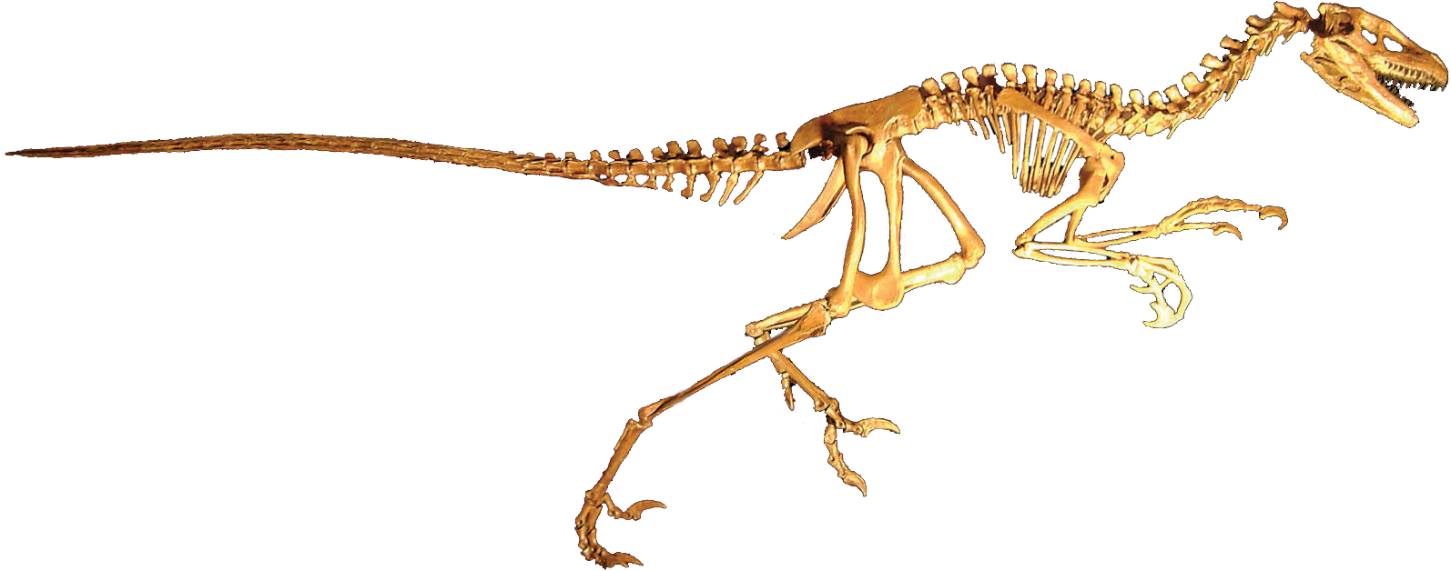 Download Dromaeosaurus Albertensis - Dromaeosaurus Skeleton PNG Image ...