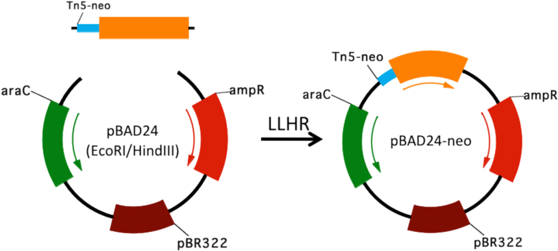 Download Diagram Of Llhr By Using Short Homology Arms - Diagram PNG ...