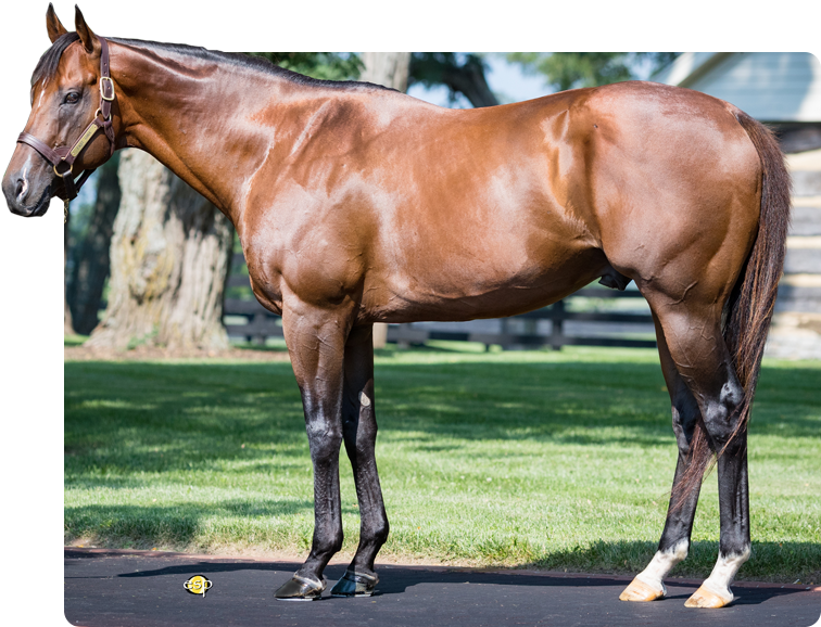 Download Fast Anna - Fast Anna Stallion PNG Image with No Background ...