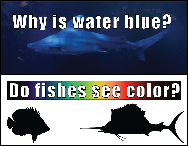 Download Why Is Water Blue Fishes See Color - Great White Shark PNG ...