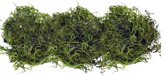 Hanging Moss Png