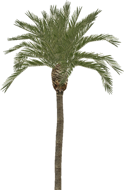 Download Palm - Date Tree PNG Image with No Background - PNGkey.com