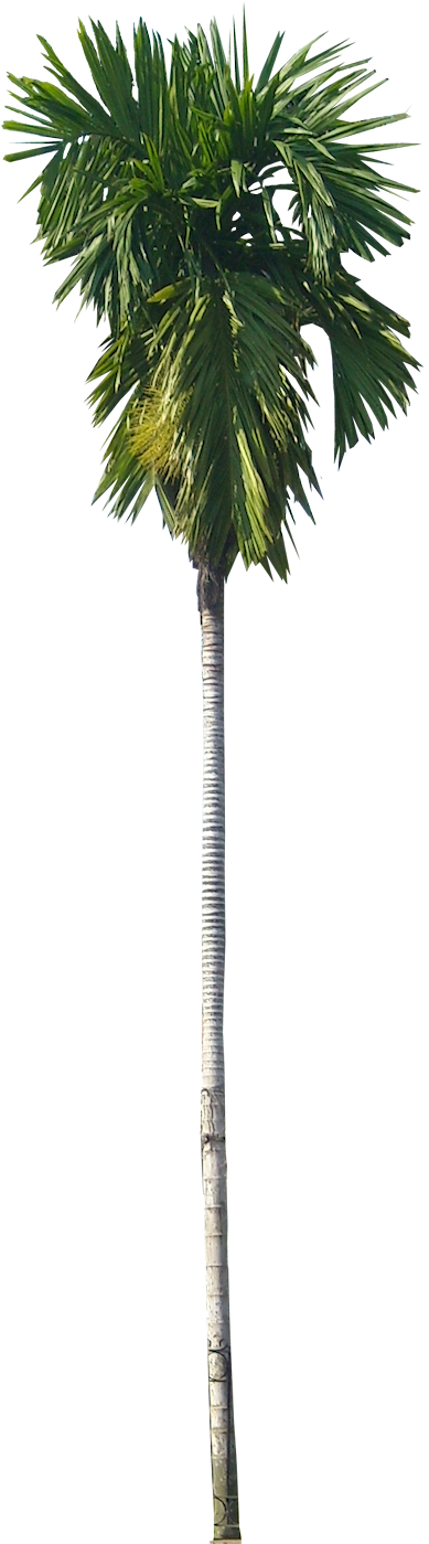 Download Areca Catechu02l - Areca Nut Tree Png PNG Image with No ...