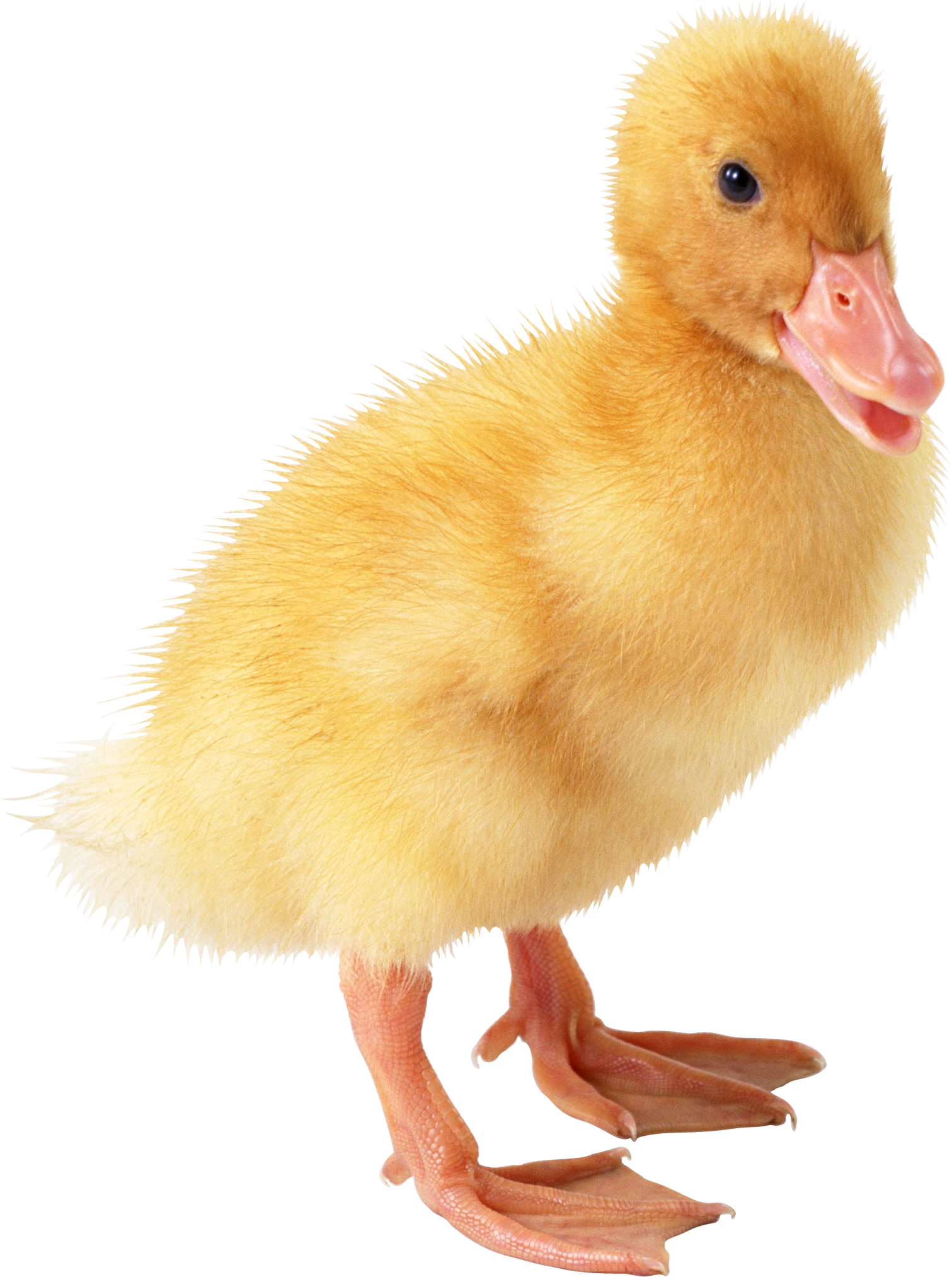 Duckling Clip Art