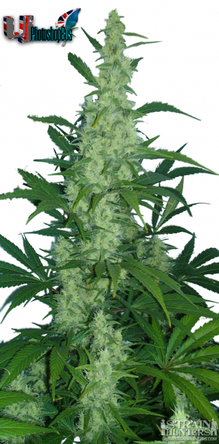 Growing Weed Plant Drawing - Northern Lights Cannabis - Free ...