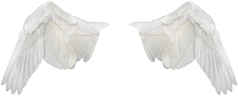 Download Alas Blancas Png PNG Image with No Background - PNGkey.com