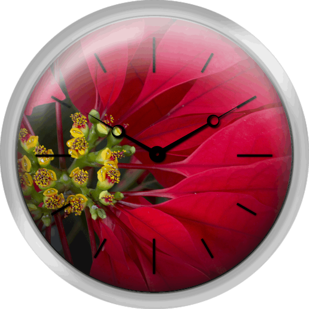 Download Poinsettia Flower - Wall Clock PNG Image with No Background ...