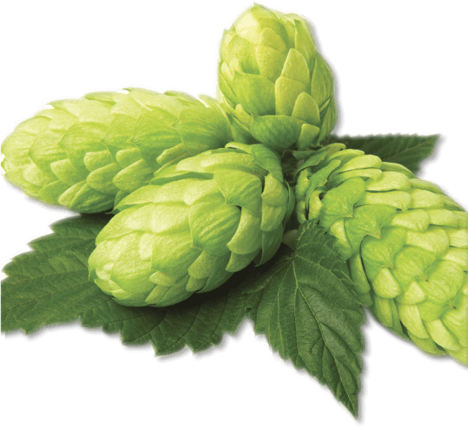 Download Image-hops - Hop Png PNG Image with No Background - PNGkey.com