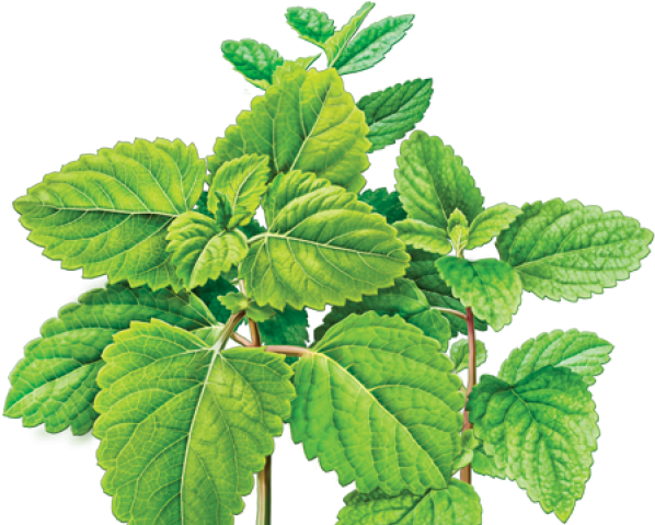 Drawn Mint Png - Lemon Balm Png - Free Transparent PNG Download - PNGkey