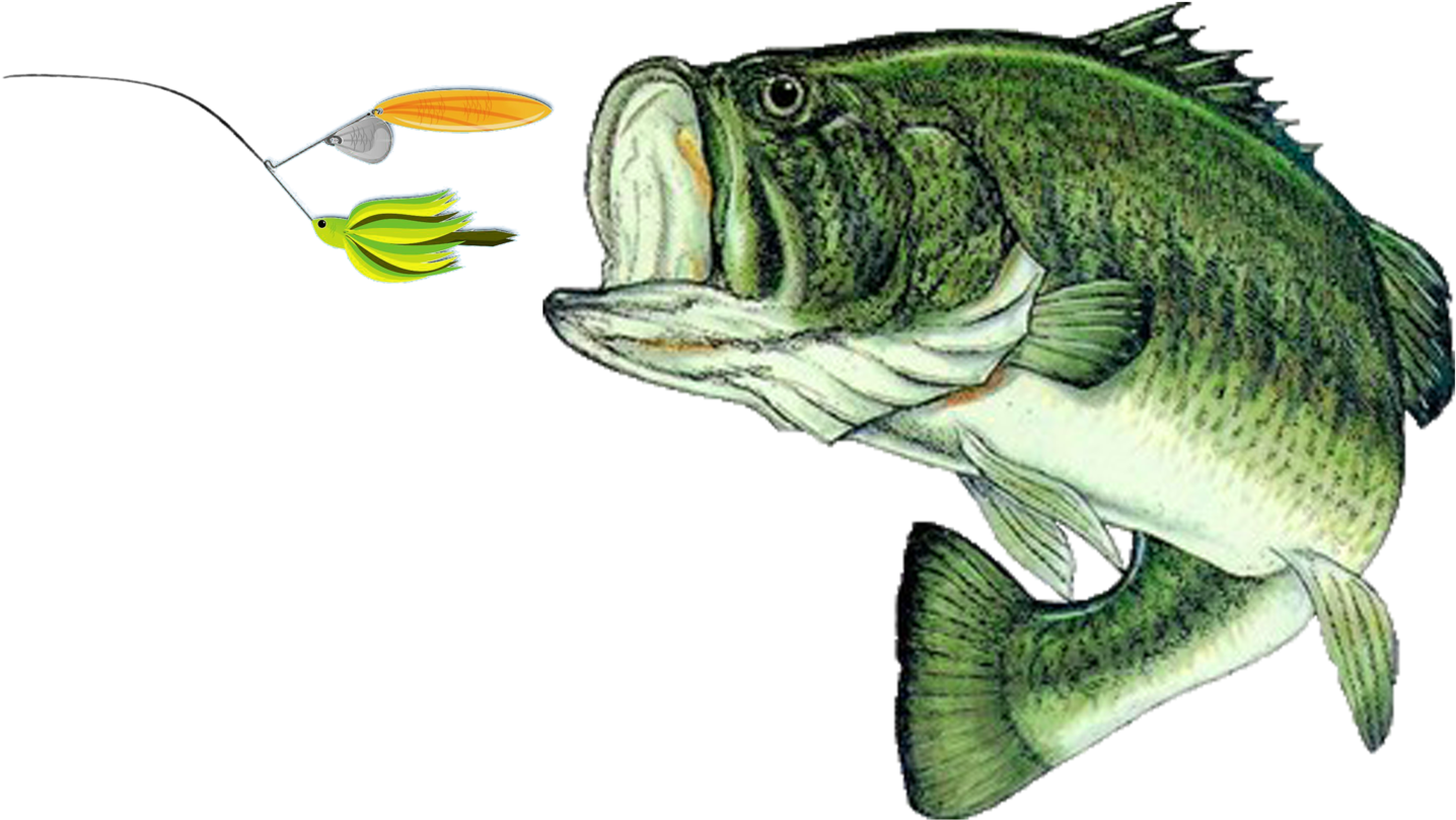 Largemouth Bass Png - Largemouth Bass Fish Png - Free Transparent PNG ...