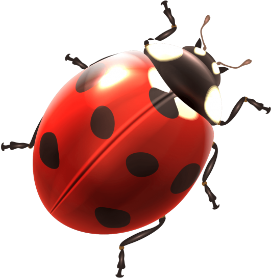 Download Ladybug PNG Image with No Background - PNGkey.com