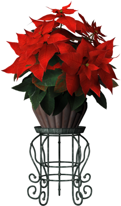 Download Flower Stand Png - Poinsettia PNG Image with No Background ...
