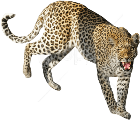 Download Free Png Leopard Standing Png Images Transparent - Sitting ...