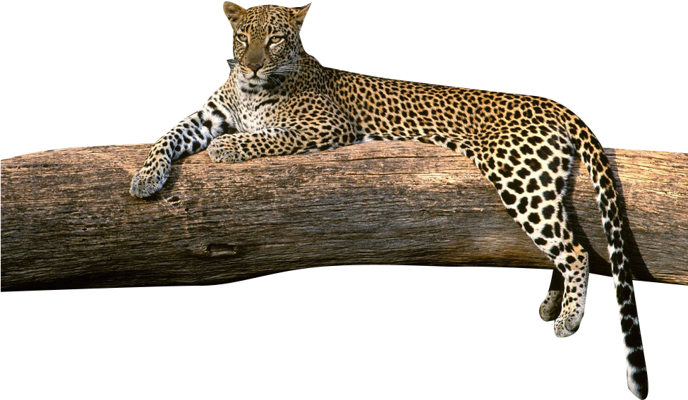 Download Download Transparent Png - High Resolution Leopard Png PNG ...