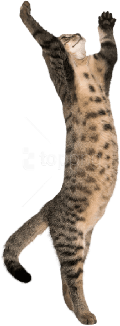 Download Free Png Download Cat On Two Legs Transparent Png Images - Cat ...