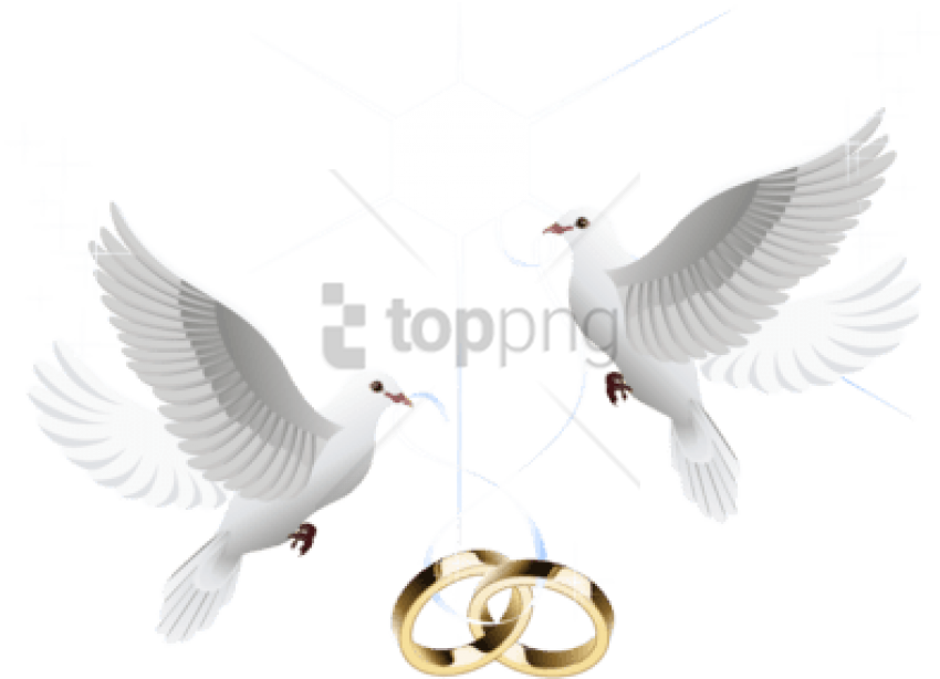 Download Free Png Wedding Doves With Rings Png Image With Transparent ...
