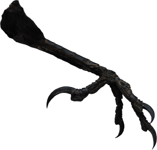 Crows Foot - Illustration - Free Transparent PNG Download - PNGkey
