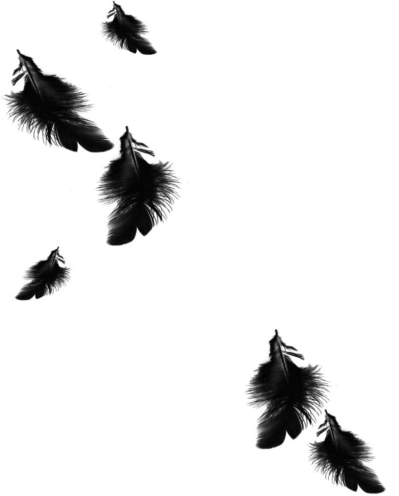 Mq Black Feather Feathers Floating Falling - Black Feathers Falling Png - Free Transparent PNG ...