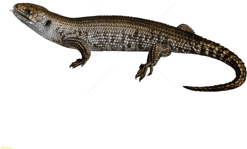 Download Free Png Download Lizard Png Images Background Png - Lizard ...