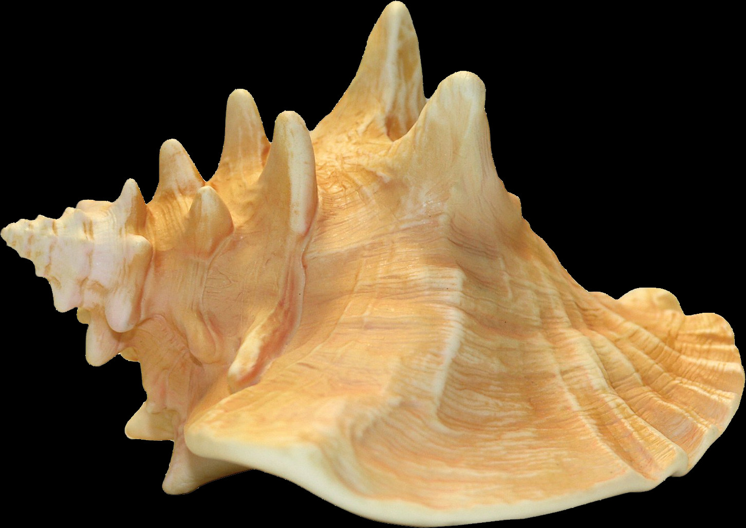 Conch Lord Of The Flies