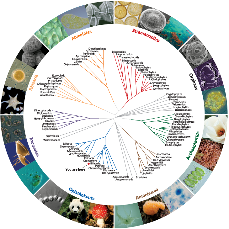 Download A New Tree Of Life No Branches Or Roots Required - Tree Of ...