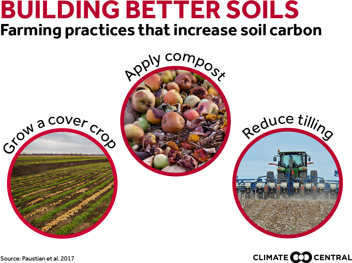 Download Jpg • Png - Cash Crop PNG Image with No Background - PNGkey.com