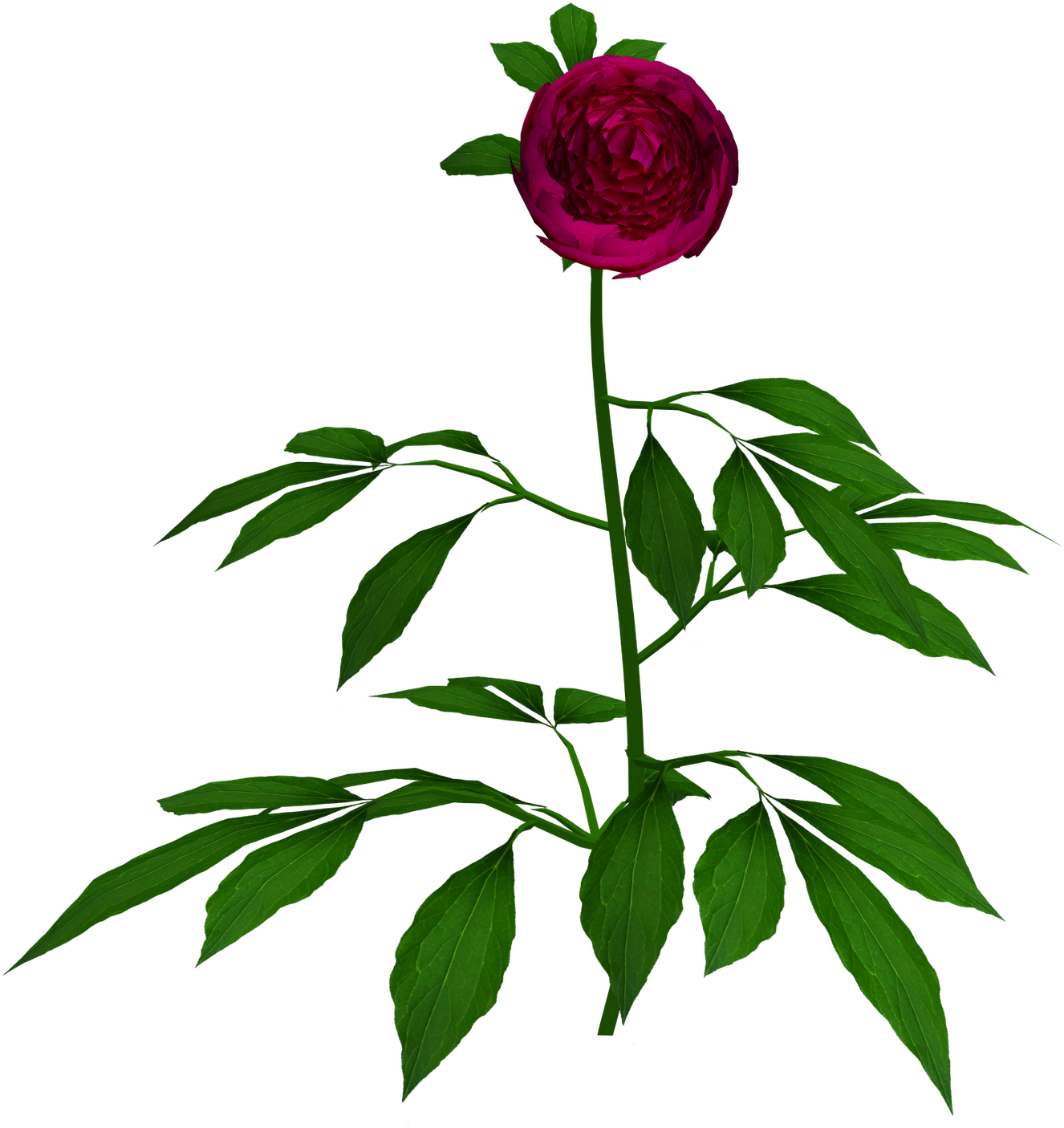 Download Hybrid Tea Rose PNG Image with No Background - PNGkey.com