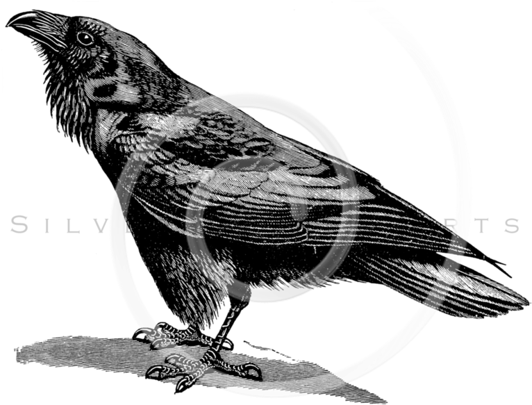 Download Raven Bird Transparent Png - Transparent Bird Illustration ...