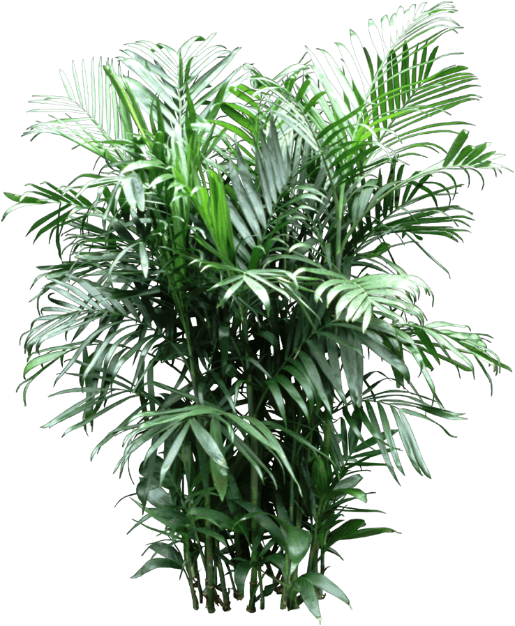 Download Bamboo Palm PNG Image with No Background - PNGkey.com