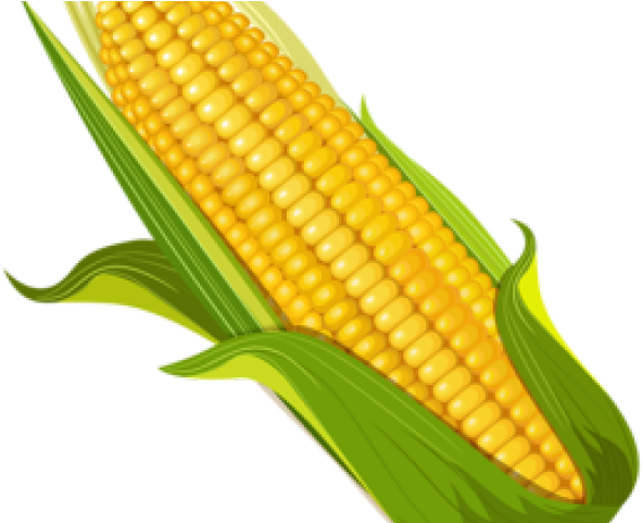 Corn Clipart Elote - Dibujo Elote Png - Free Transparent PNG Download ...