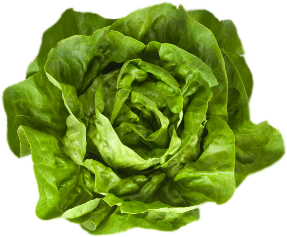 Download Food At Bookmakers - Butter Lettuce PNG Image with No ...