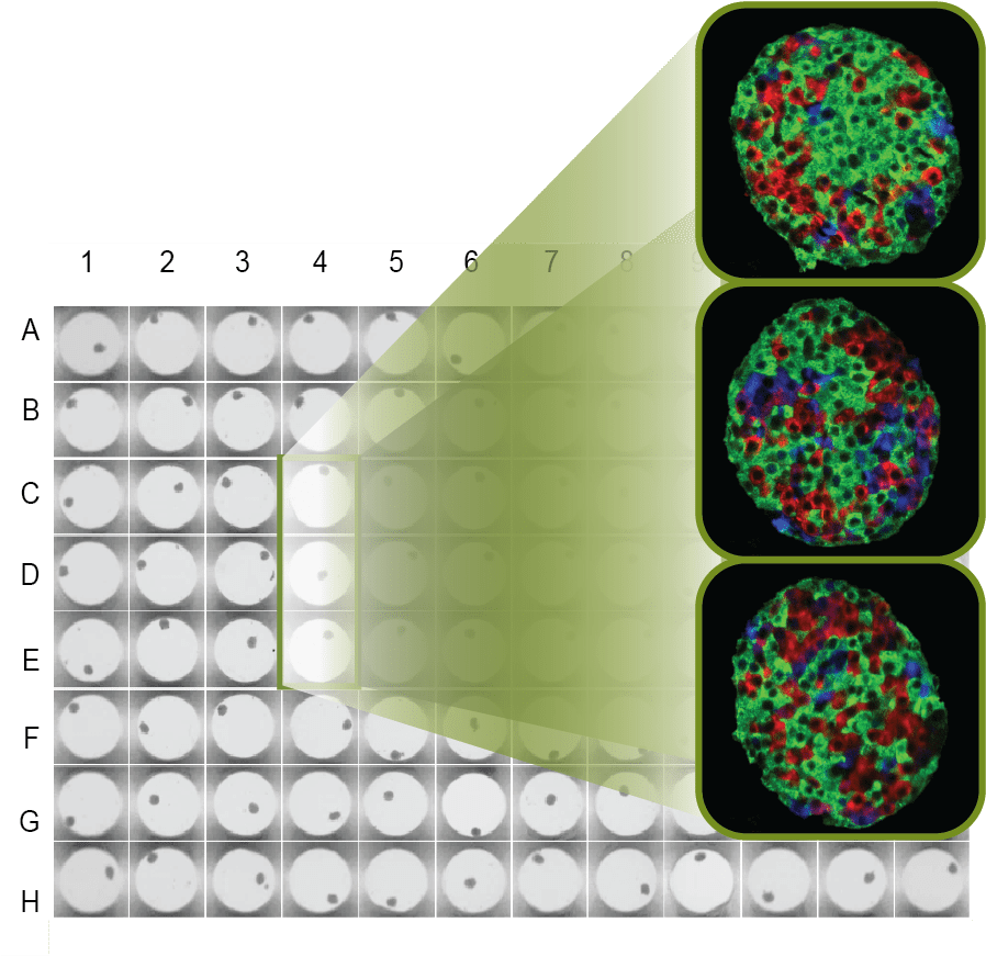 Download Stop Hand Picking Islets And Substantially Reduce Assay ...