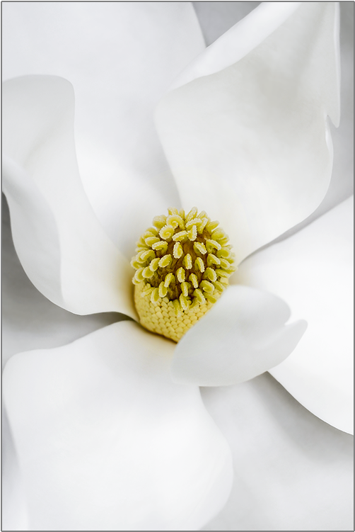 Download Magnolia - Buttercup PNG Image with No Background - PNGkey.com
