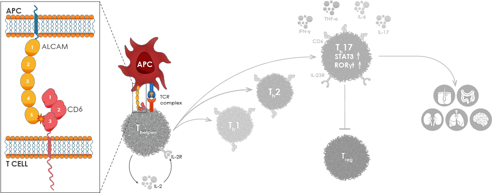 Download Co Stimulation Occurs Through The Binding Of Alcam - Cd6 Alcam ...