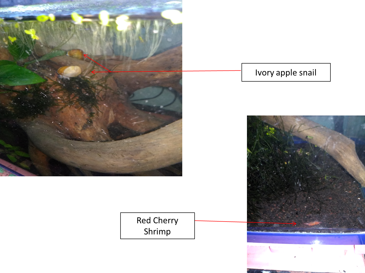 Download I Also Added A Couple Of Ivory Apple Snails To Help - Sea ...