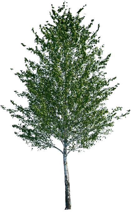 Related Wallpapers - Terminalia Mantaly Model 3d - Free Transparent PNG ...