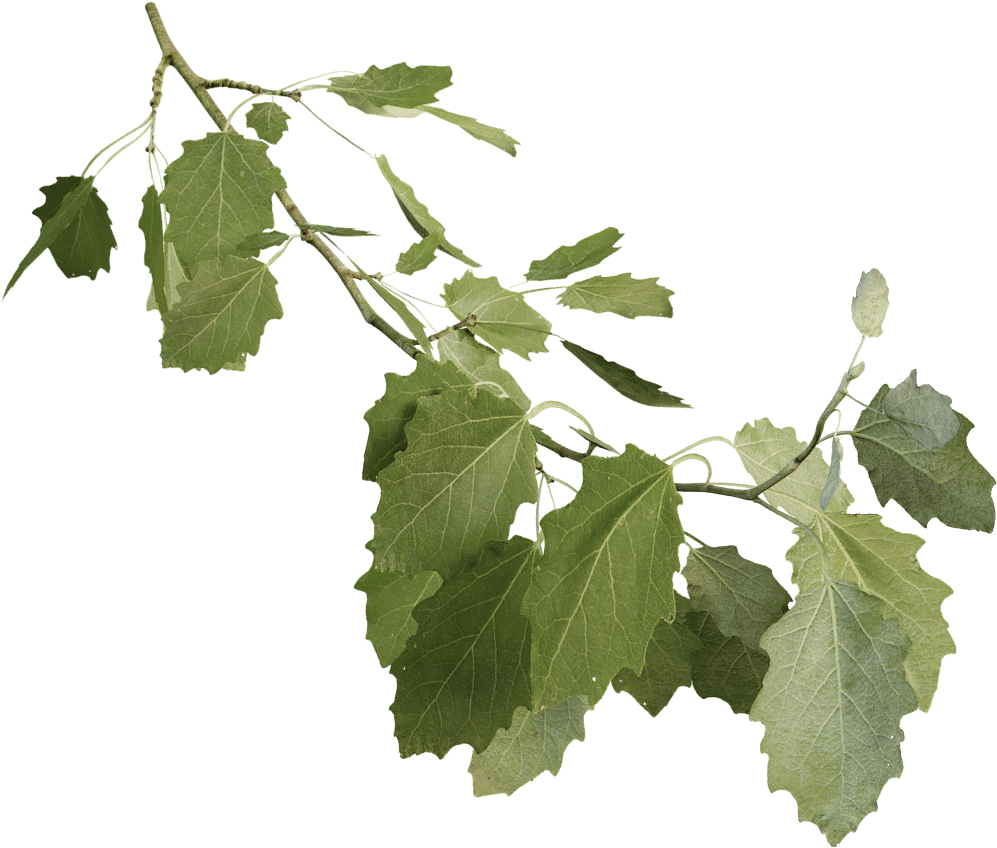Download Grey Poplar - Cottonwood PNG Image with No Background - PNGkey.com