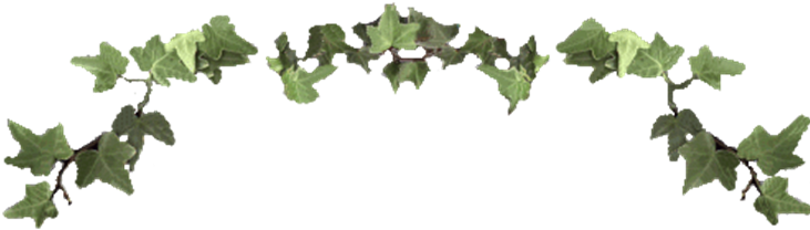 Download Ivy Clipart Vine - Ivy Border Transparent Png PNG Image with ...
