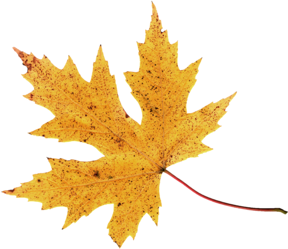 Download Autumn Leaf Png Image - Autumn PNG Image with No Background ...