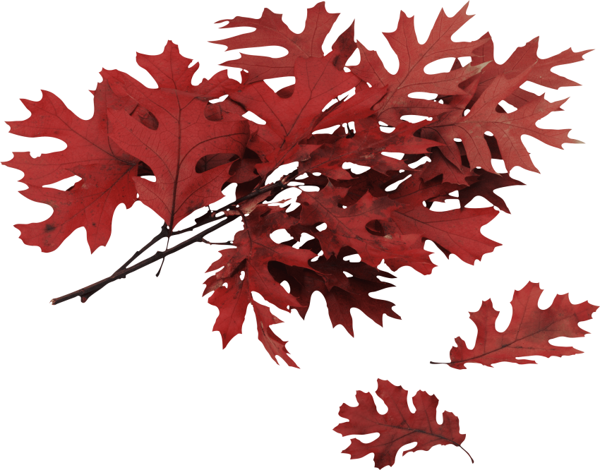 Download Free Png Autumn Leaf Png Images Transparent - Different Type ...